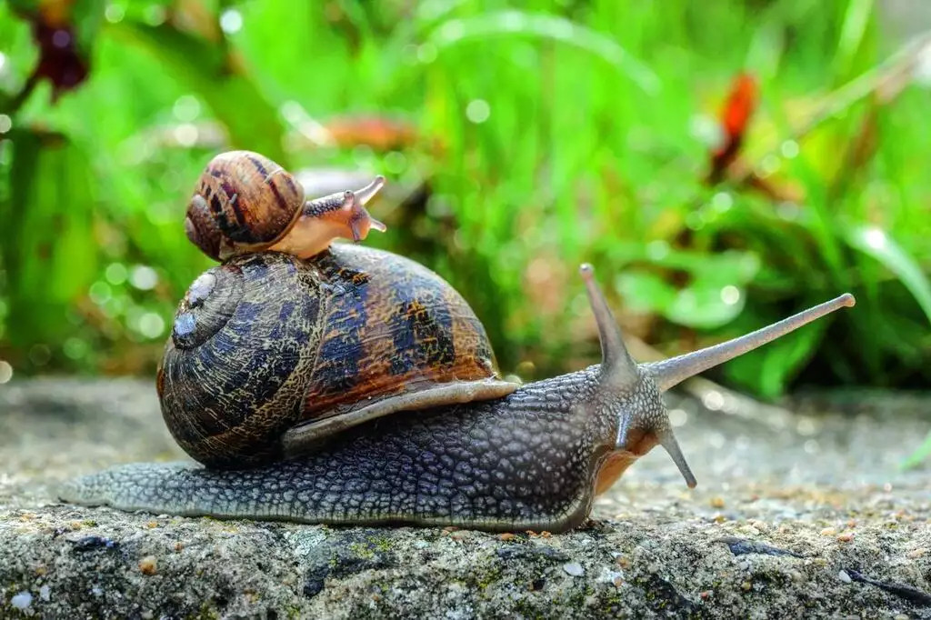 Les escargots du vendredi | Le Kikafekoi - Café associatif de Langueux